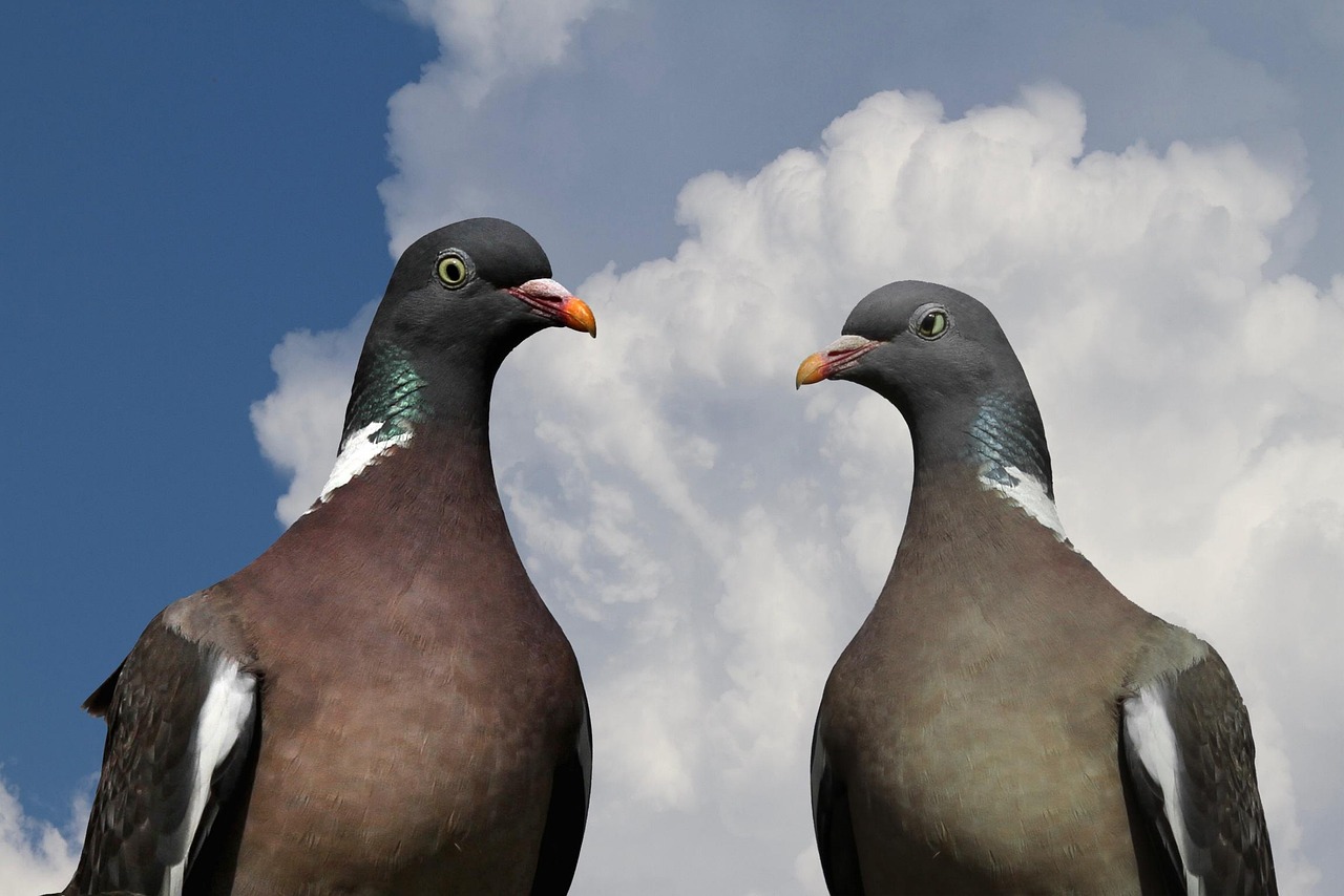 Palomas Par De Paloma - Foto gratis en Pixabay - Pixabay