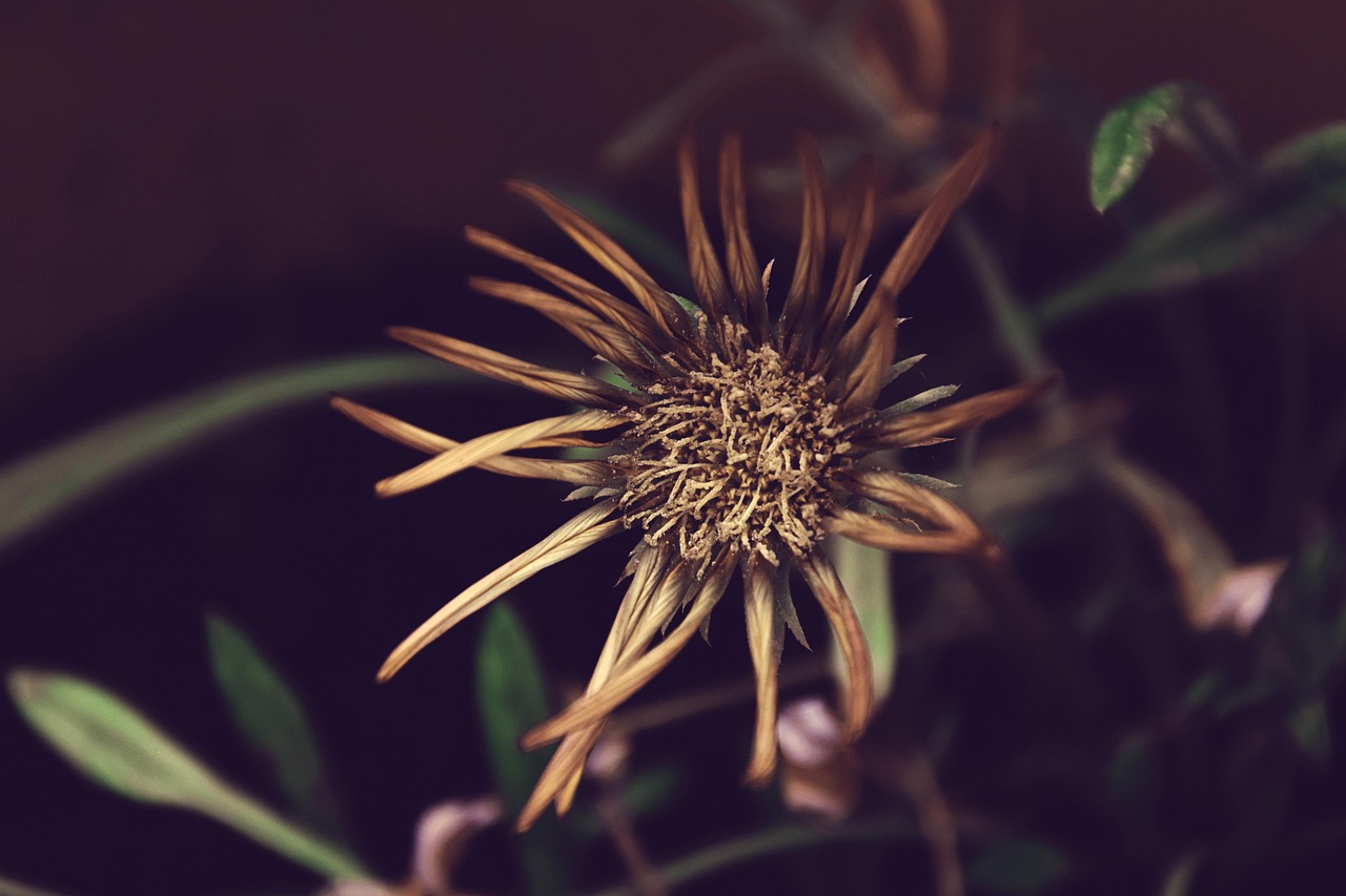 Más de 400 000 imágenes gratis de Flor Marchita y Naturaleza - Pixabay