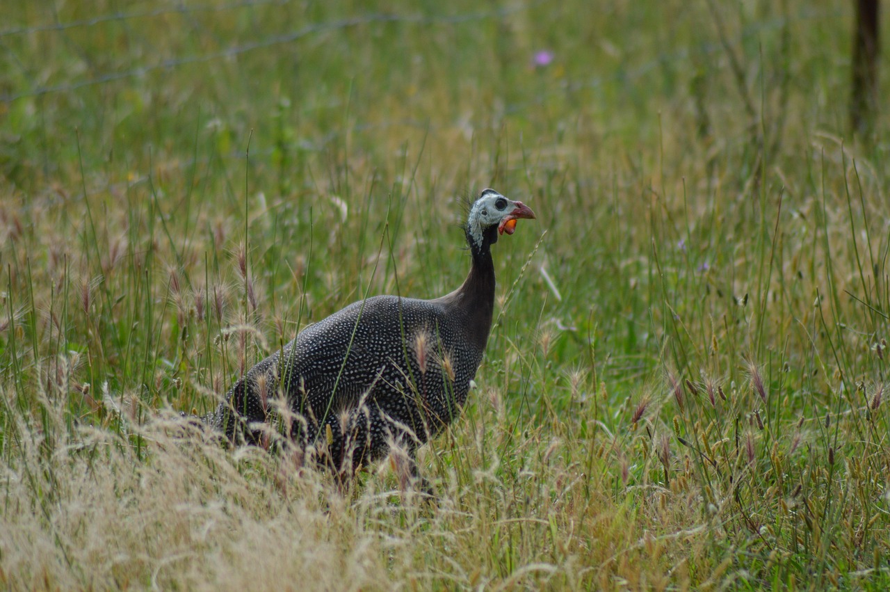 80+ Free Guinea Fowl & Bird Images - Pixabay