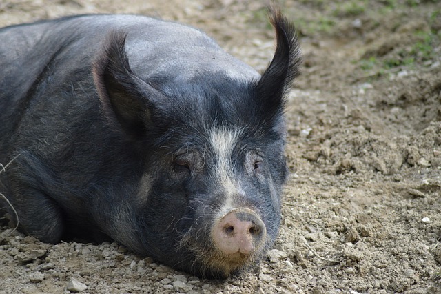 Cerdo Animales Sembrar - Foto gratis en Pixabay - Pixabay