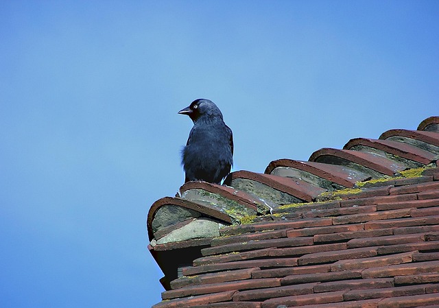 Oiseau Merle Toit - Photo gratuite sur Pixabay - Pixabay