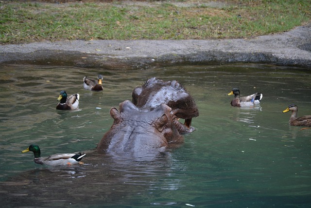 Disney Hippopotame L'Eau - Photo gratuite sur Pixabay - Pixabay