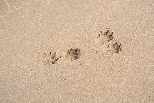 Dog Paw Sense Print - Free photo on Pixabay - Pixabay