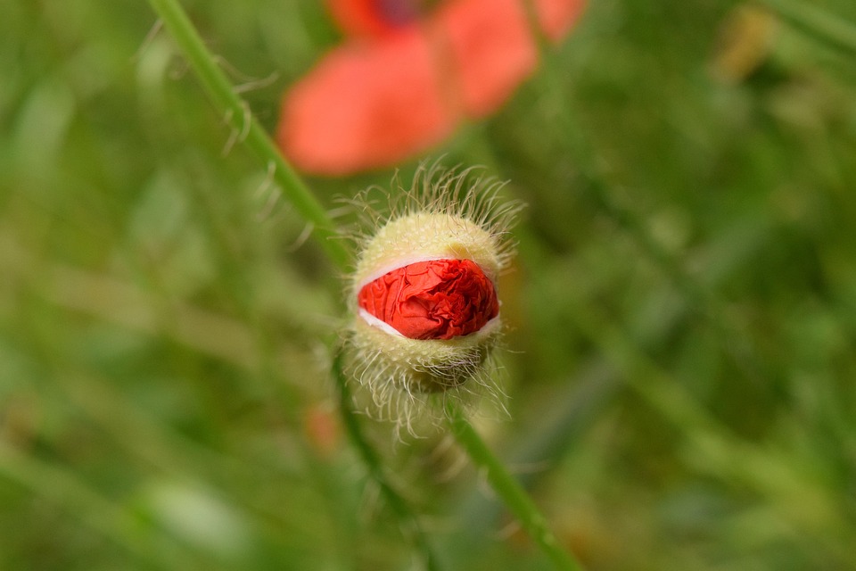Poppy Bud Bursting - Free photo on Pixabay