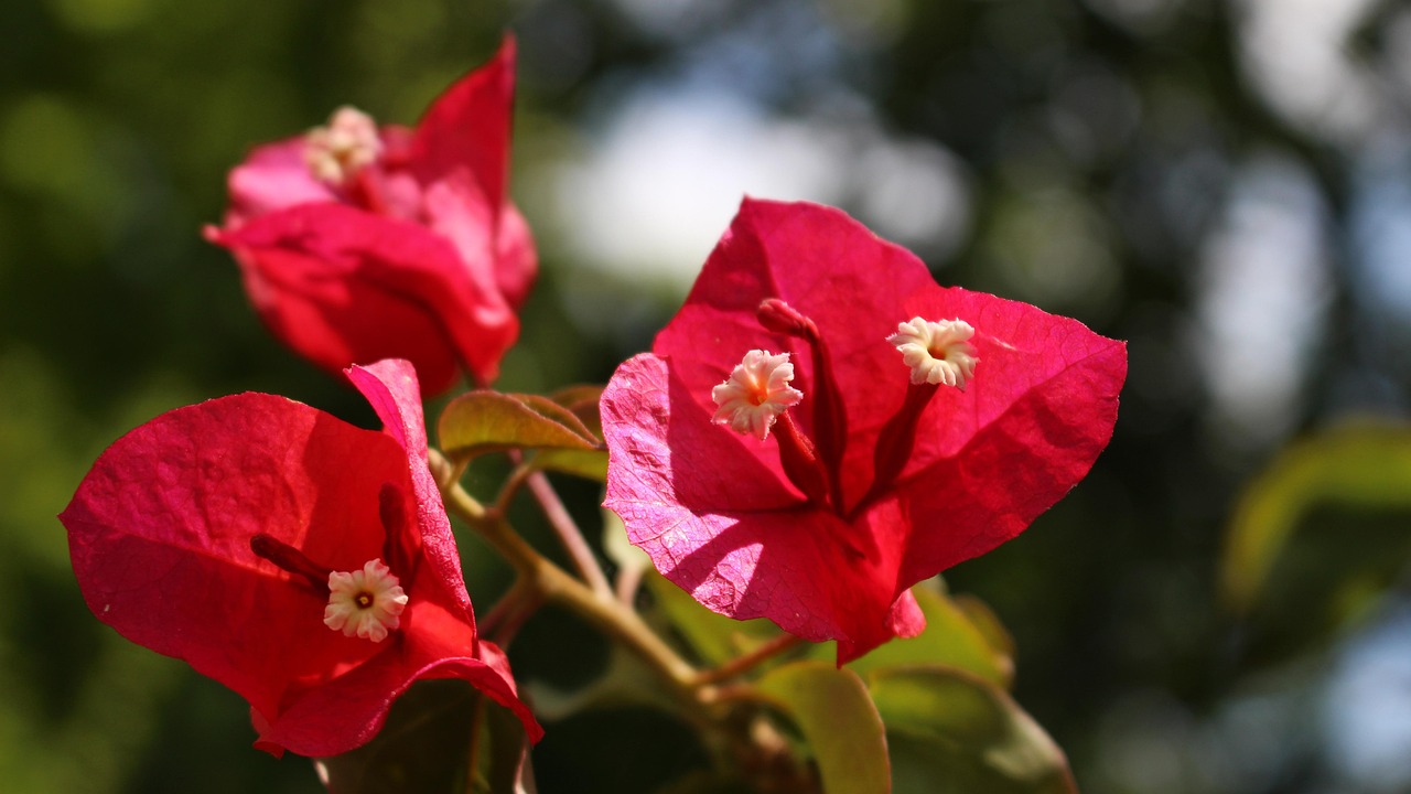Bougainvillea Garden Flowers - Free photo on Pixabay - Pixabay