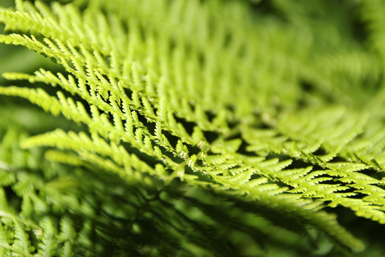 Samambaia Natureza Verde - Foto gratuita no Pixabay - Pixabay