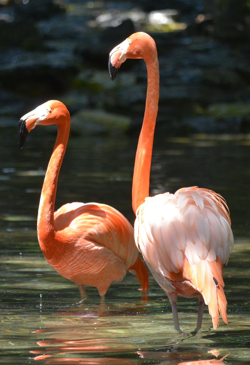 Roze Flamingo Dierentuin Van - Gratis foto op Pixabay - Pixabay