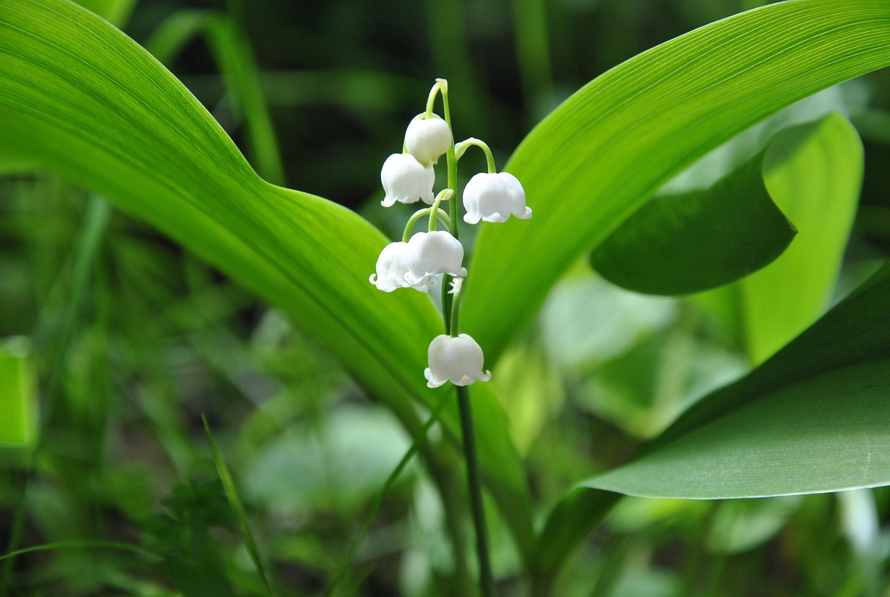 Lírio Do Vale Natureza Primavera - Foto gratuita no Pixabay - Pixabay