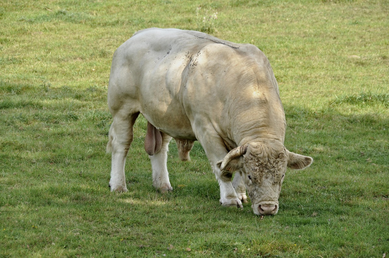 Mamalia Hewan Daging Sapi - Foto gratis di Pixabay - Pixabay