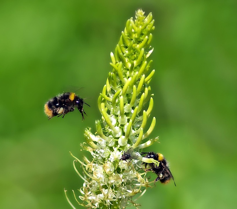 Meadow Bumble Bees Insects - Free photo on Pixabay