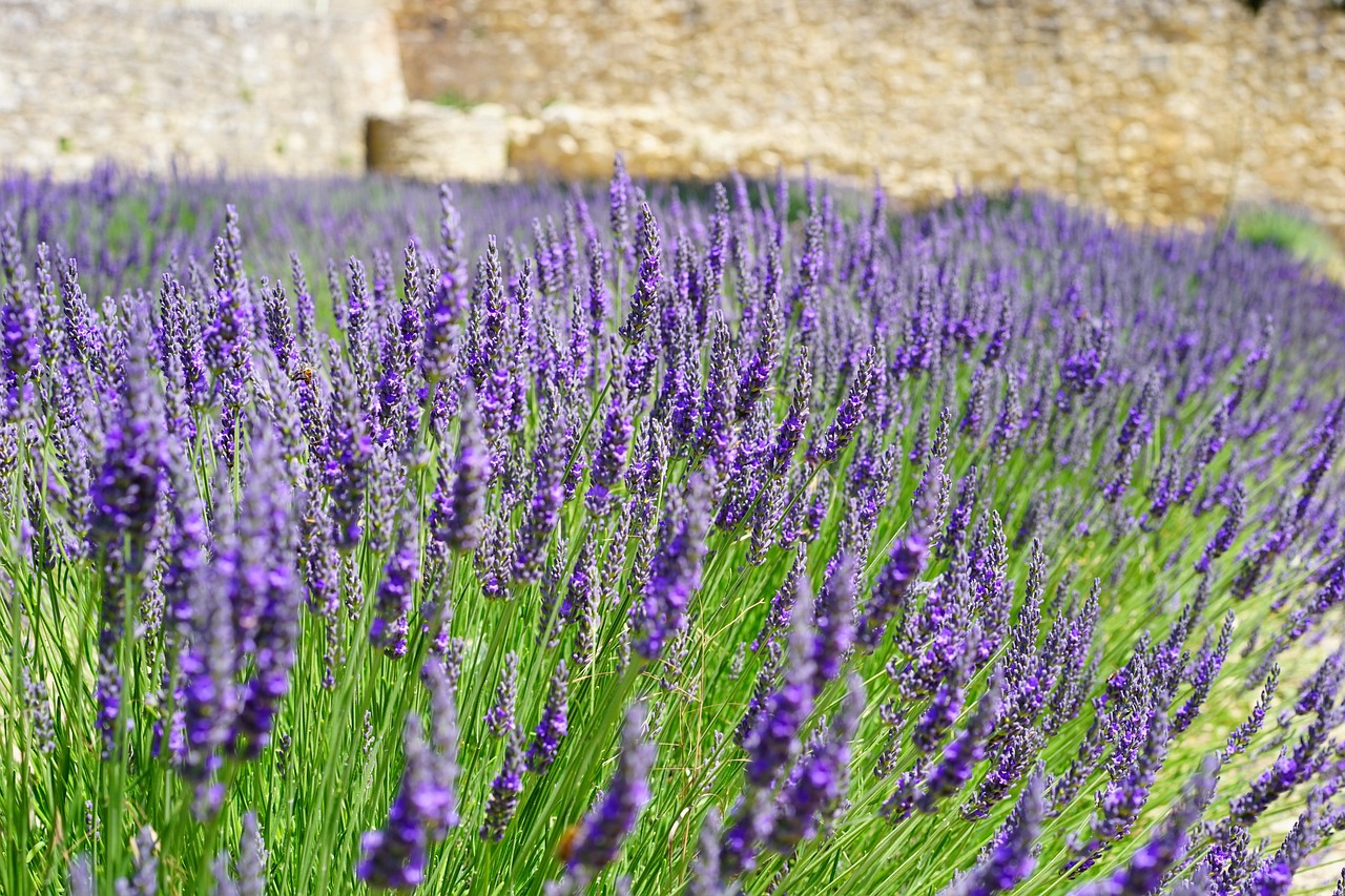 Lavanda Flor Flores - Foto gratis en Pixabay - Pixabay