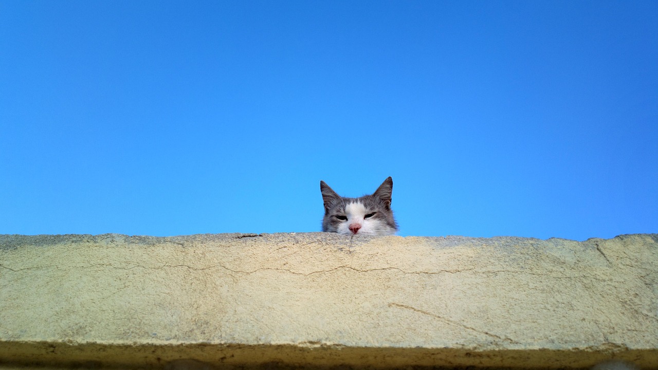 Gato Animal Bonito Bicho De - Foto gratuita no Pixabay - Pixabay
