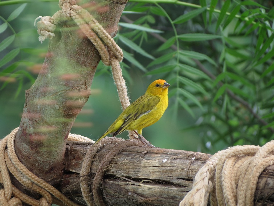 Canary Tree Tropical Bird - Free photo on Pixabay - Pixabay