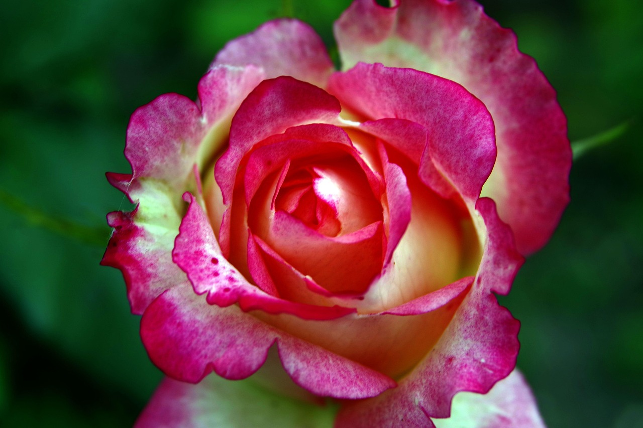 Rose Red Purple - Free photo on Pixabay
