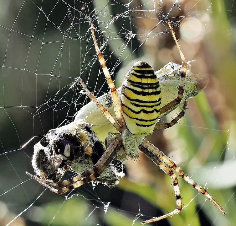 Wasp Spider Wrapped Up Argiope - Free photo on Pixabay - Pixabay