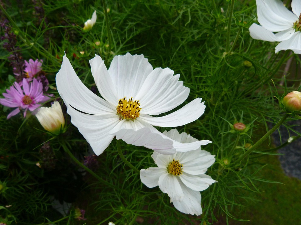 Margarita Flor Bloom - Foto gratis en Pixabay - Pixabay