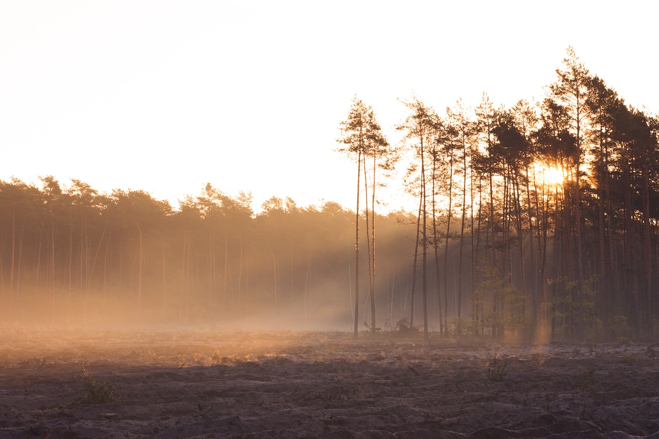 Forest Nature Morning In The - Free photo on Pixabay