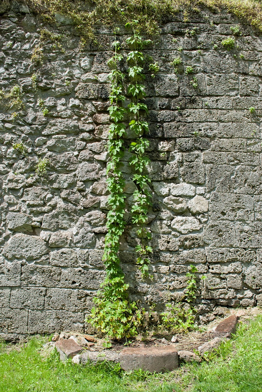 Planta Trepadora Muro De - Foto gratis en Pixabay
