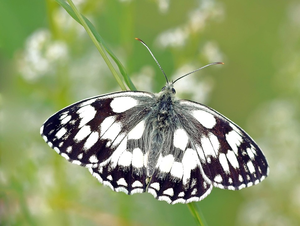 Checkerboard Edelfalter Butterfly - Free photo on Pixabay