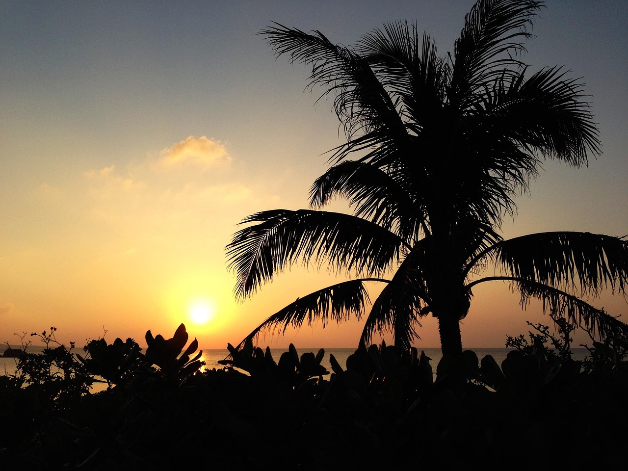 Sunset Plant Beach - Free photo on Pixabay - Pixabay
