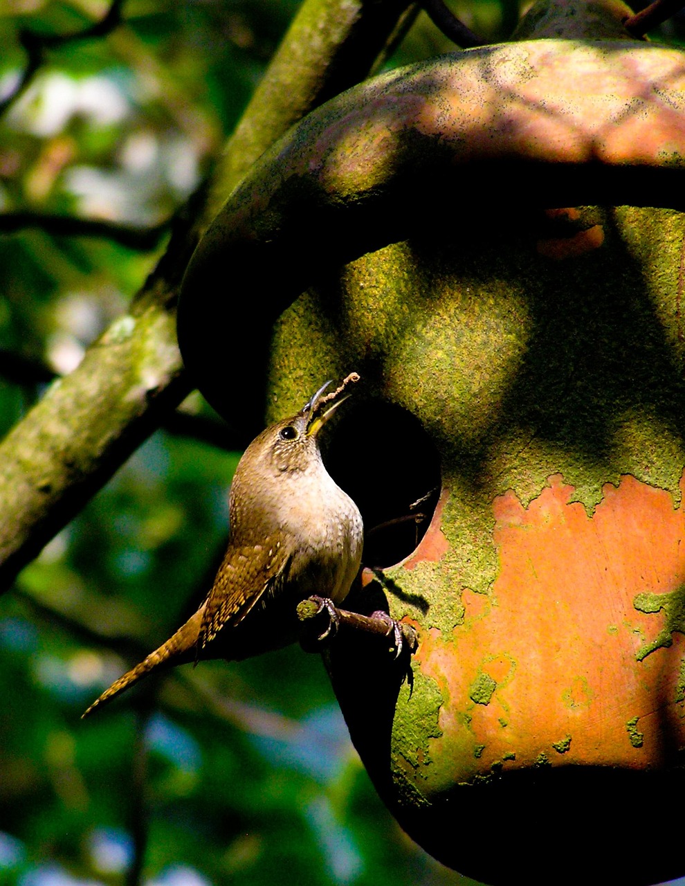 20,000+ Free House Wren & Wren Images - Pixabay