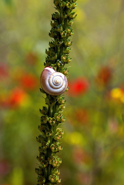 Snail Meadow Plants - Free photo on Pixabay - Pixabay