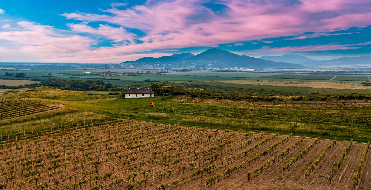 10,000+ Free Vine Border & Border Images - Pixabay