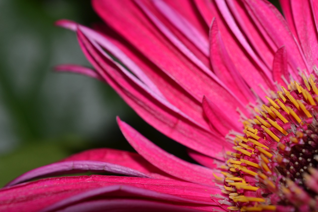 Flor Rosado - Imagen gratis en Pixabay - Pixabay