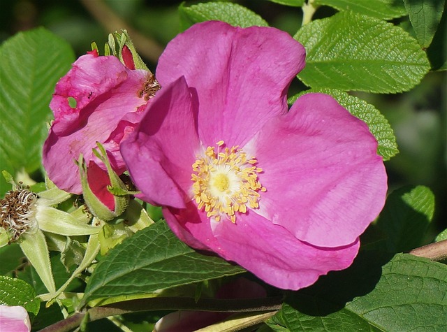 Rugosa Rose Pink - Free photo on Pixabay - Pixabay