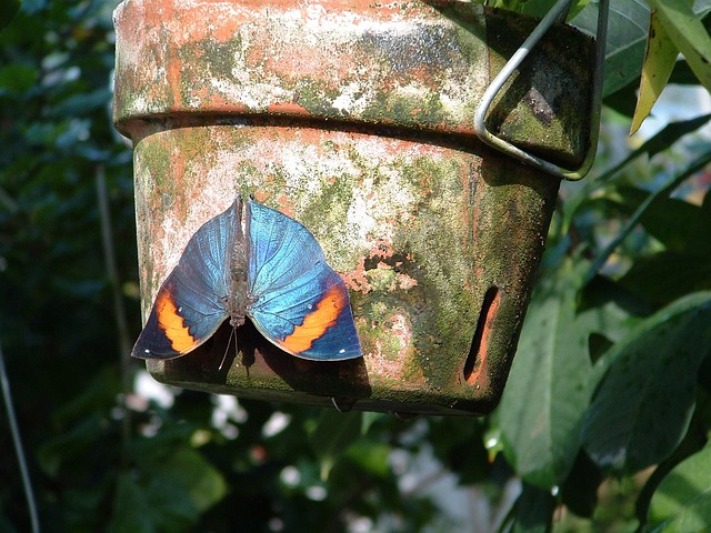 Papillon Nature Coloré - Photo gratuite sur Pixabay