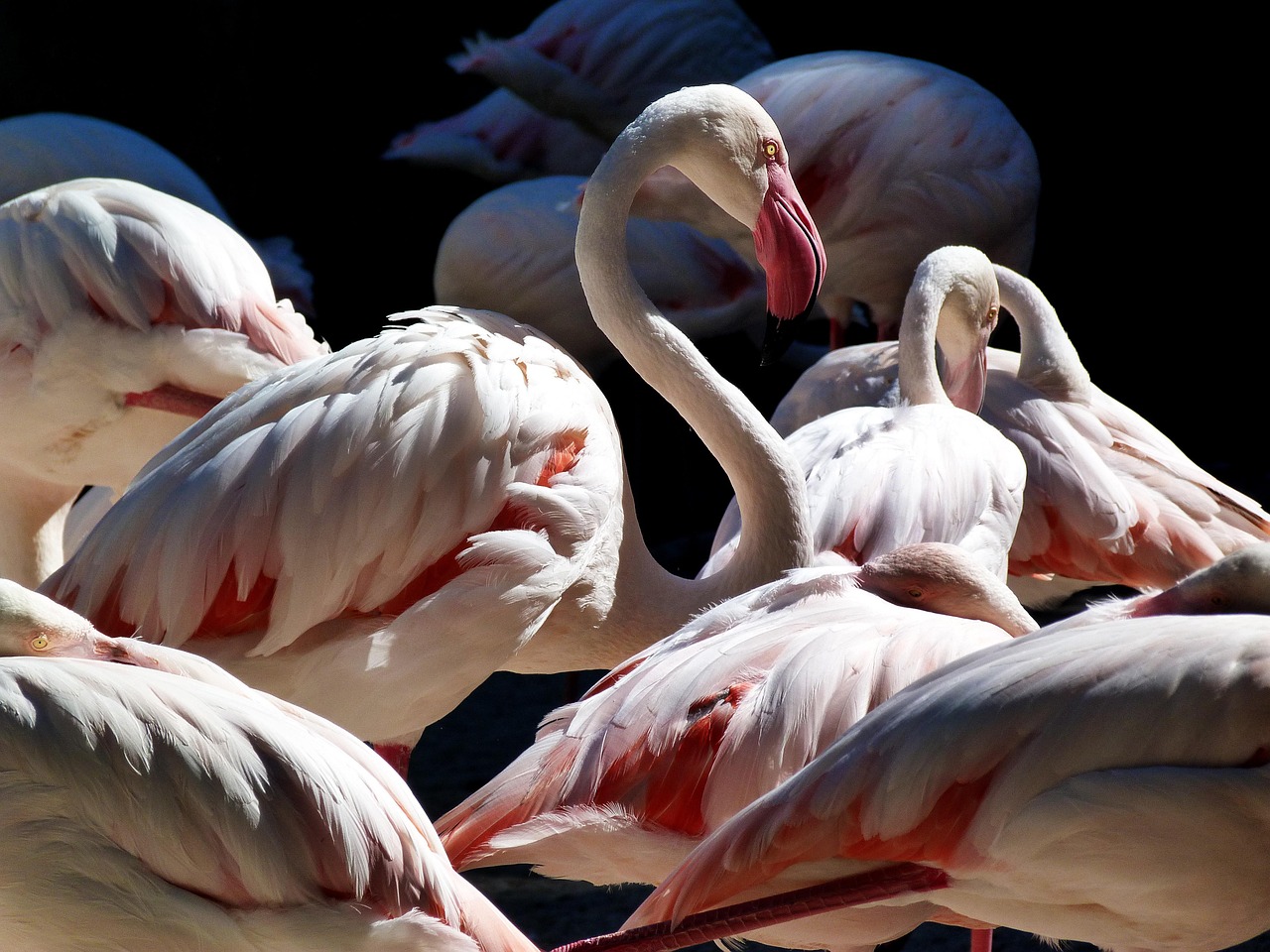 700+ kostenlose Flamingos und Natur-Bilder - Pixabay