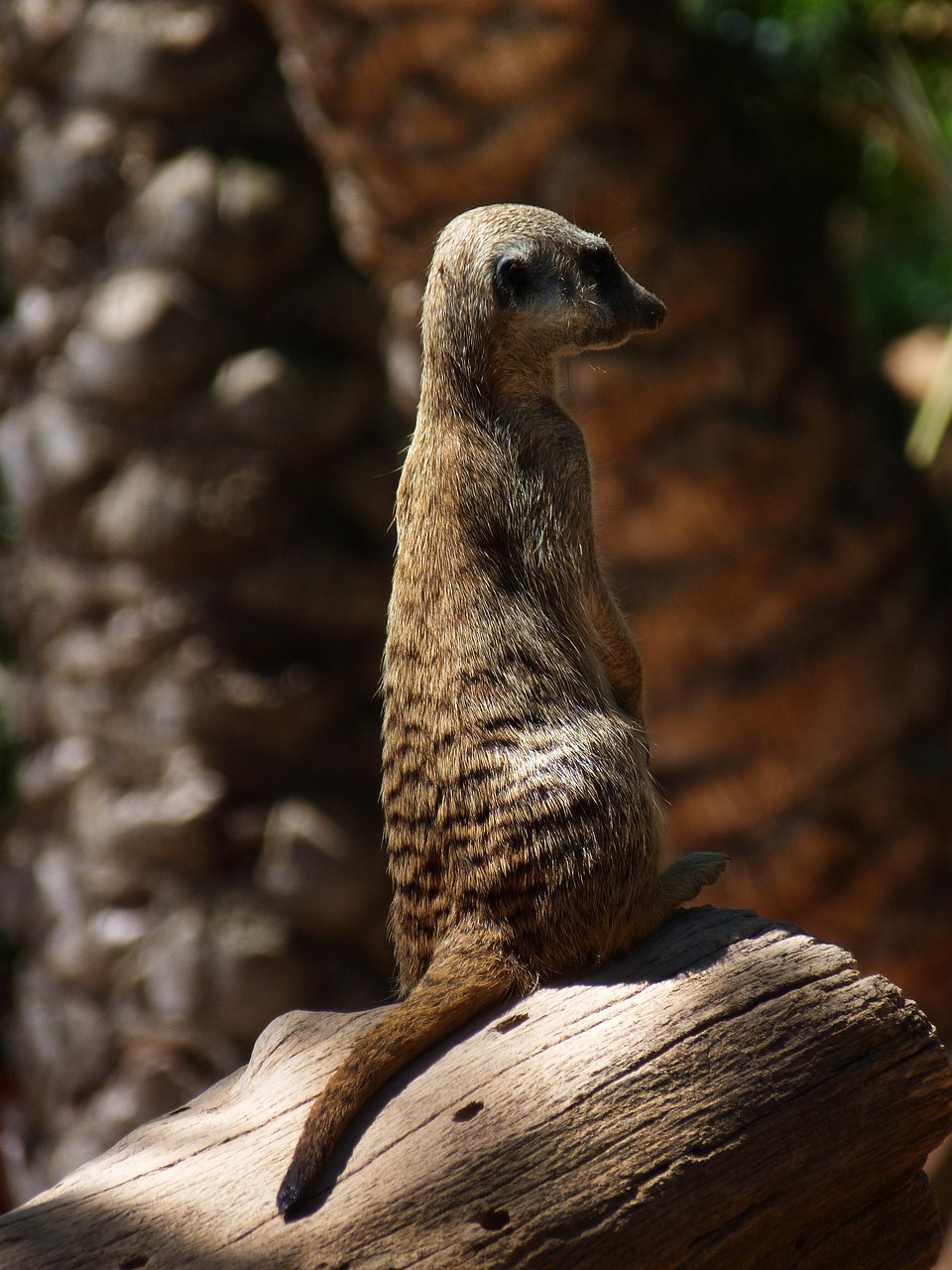 Suricata Animales Naturaleza - Foto gratis en Pixabay - Pixabay