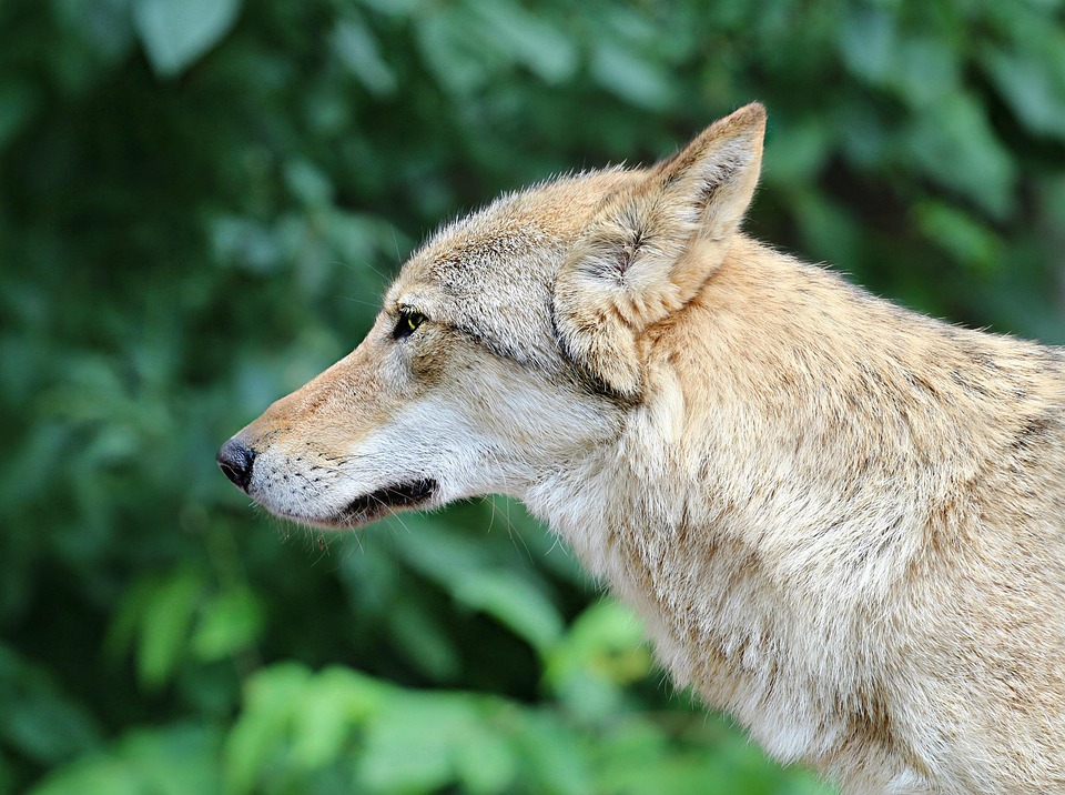 Wolf Grey Predator - Free photo on Pixabay - Pixabay