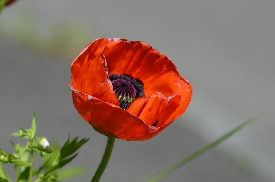 Poppy Classic - Free photo on Pixabay - Pixabay