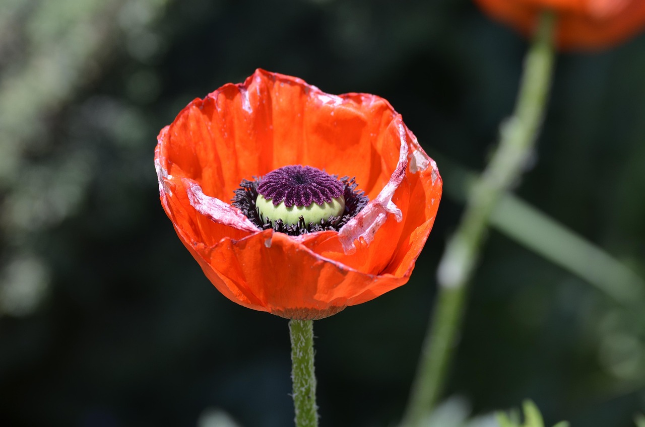 Meer dan 3.000 gratis afbeeldingen van Klaproos en Papaver - Pixabay