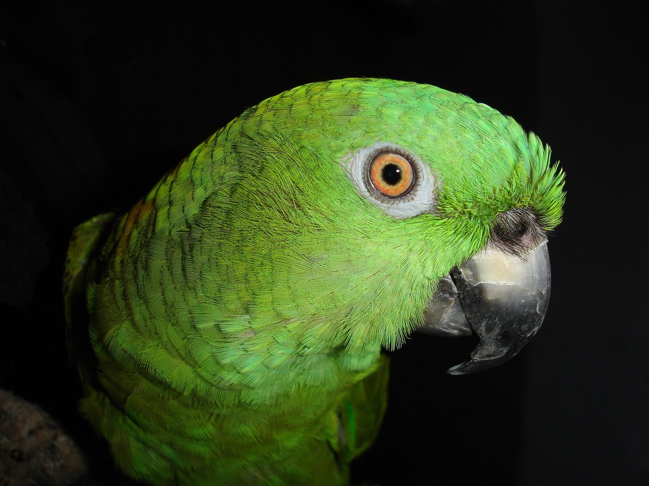 Żółtowłosa Amazonka Papuga - Darmowe zdjęcie na Pixabay - Pixabay