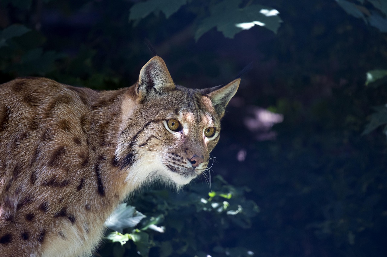 400+ Free Lynx & Animal Images - Pixabay