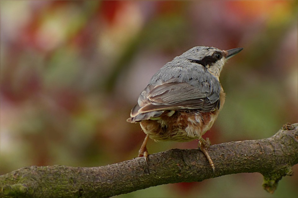 Nuthatch Sitta Europaea Bird - Free photo on Pixabay