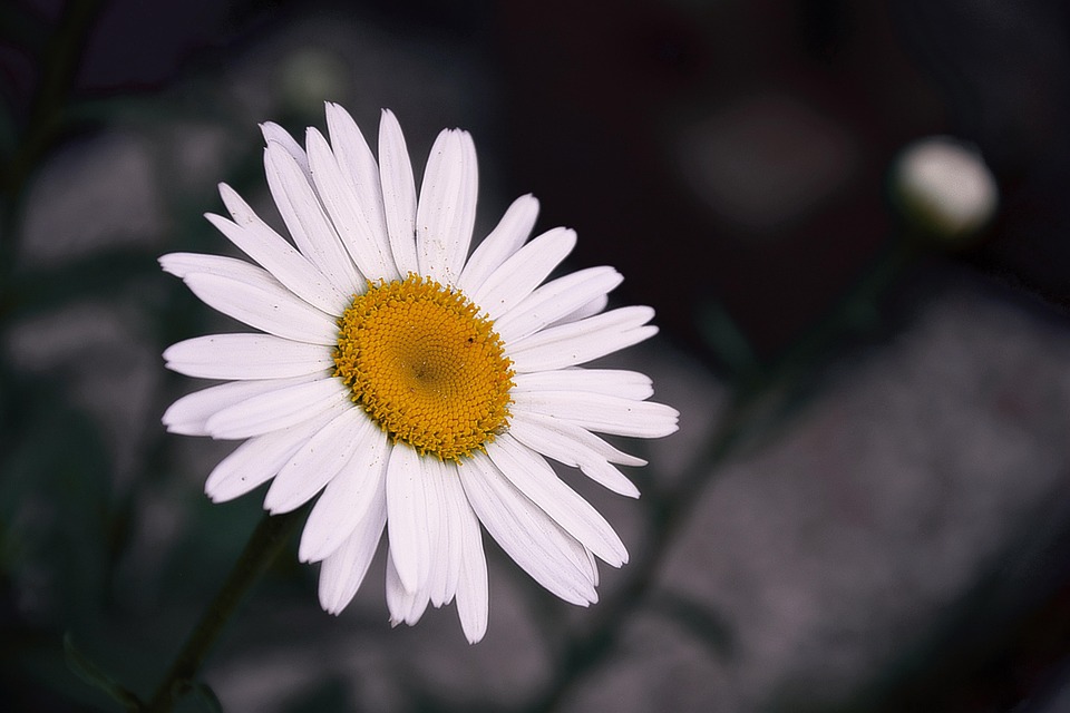 Margaret El Verano Flor Margarita - Foto gratis en Pixabay - Pixabay