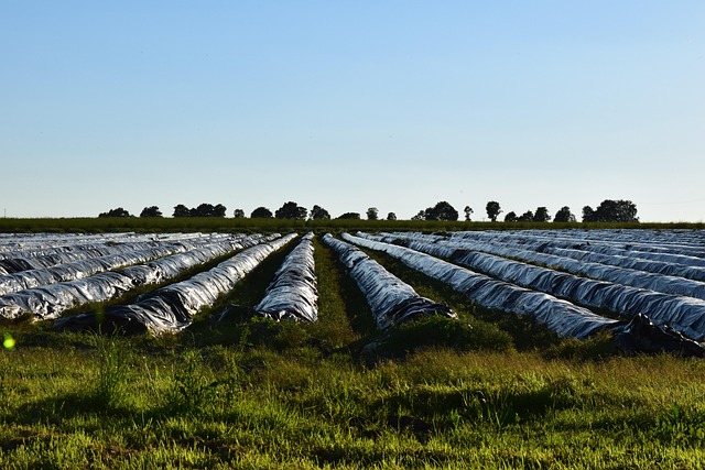 Spargelfeld Horizont Abend - Kostenloses Foto auf Pixabay - Pixabay
