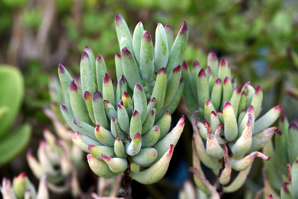 Succulents Fleshy Succulent - Free photo on Pixabay - Pixabay