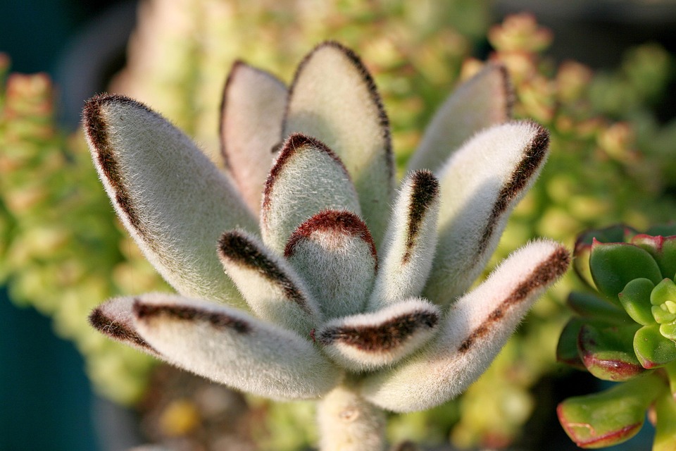 Succulents Fleshy Succulent - Free photo on Pixabay