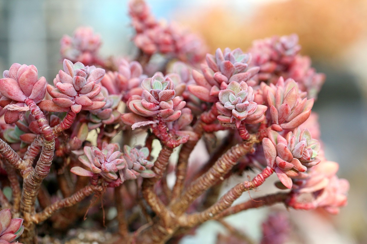 Succulents Fleshy Succulent - Free photo on Pixabay