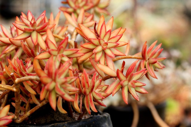 Succulents Fleshy Succulent - Free photo on Pixabay - Pixabay