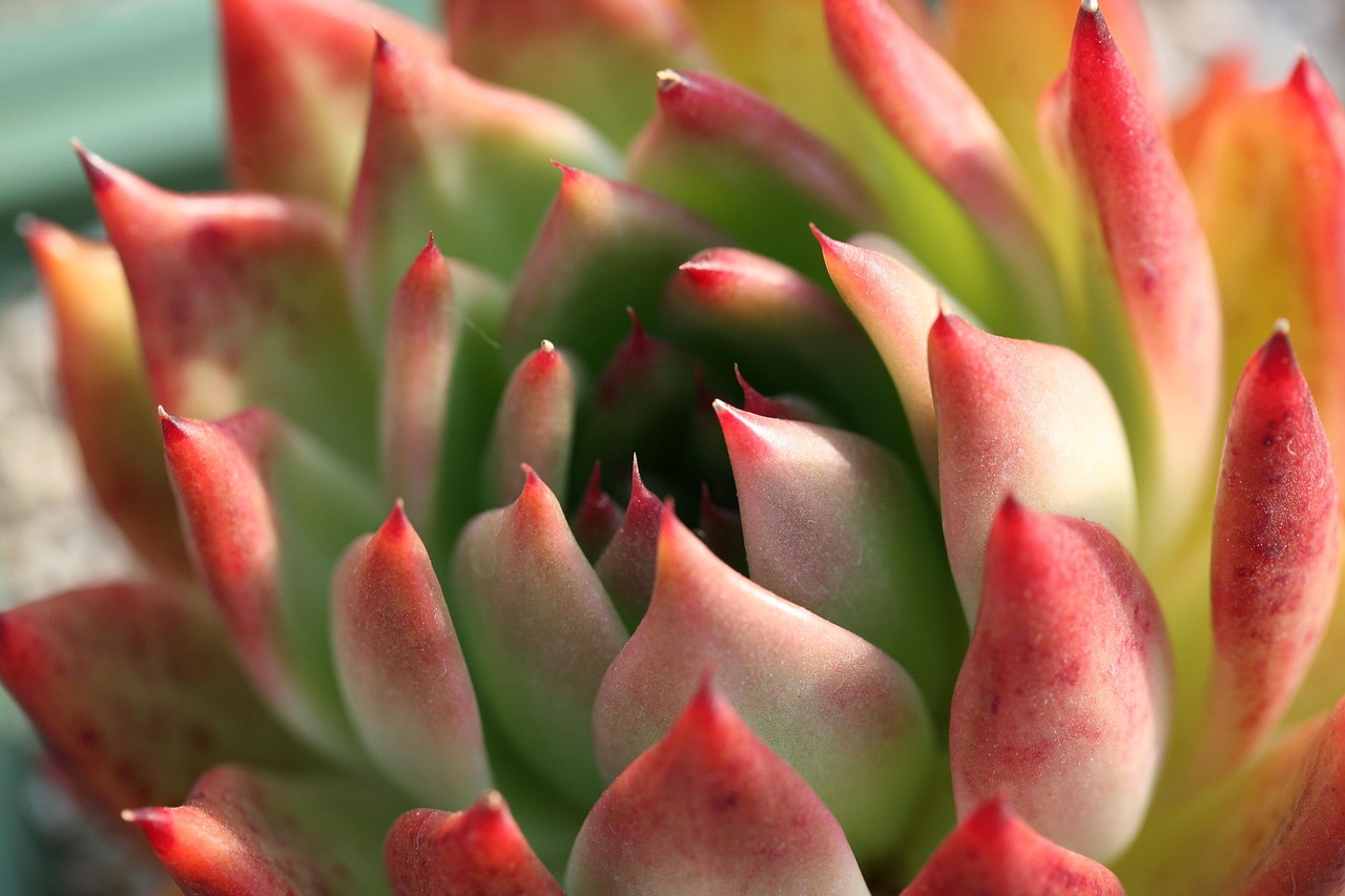 4,000+ Succulent Pictures & Images [HD] - Pixabay