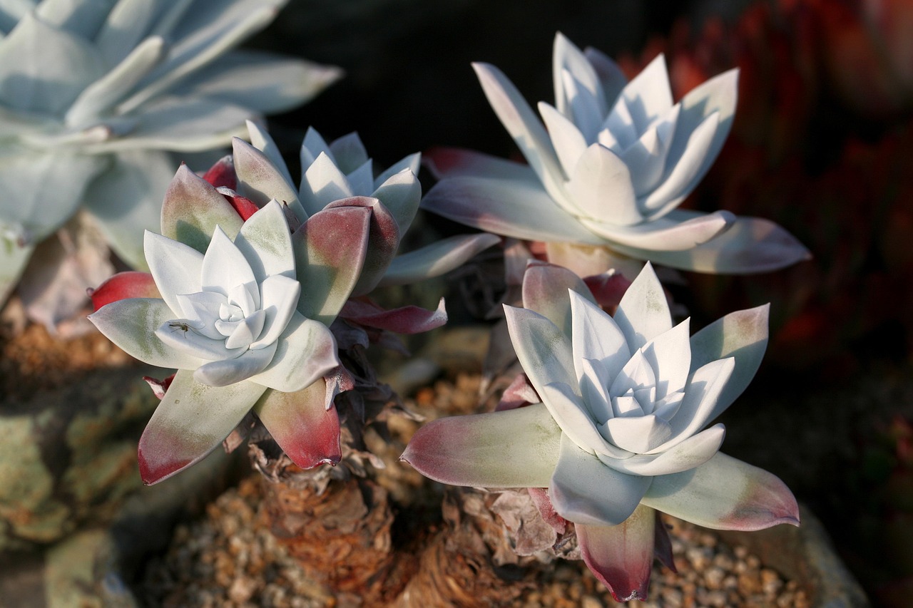 Succulents Fleshy Succulent - Free photo on Pixabay - Pixabay