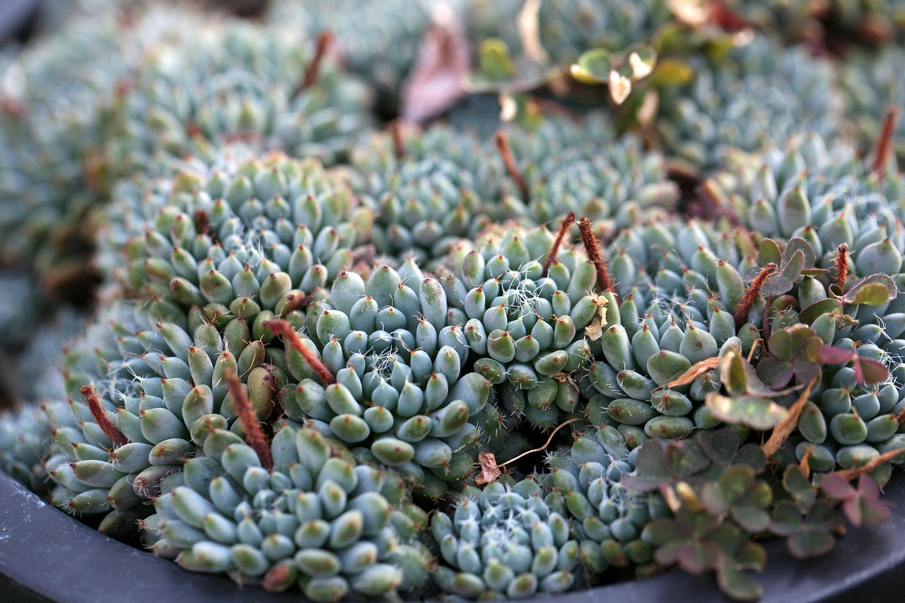 Succulents Fleshy Succulent - Free photo on Pixabay