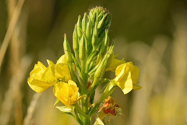 Onagre Floraison Fleur La - Photo gratuite sur Pixabay - Pixabay