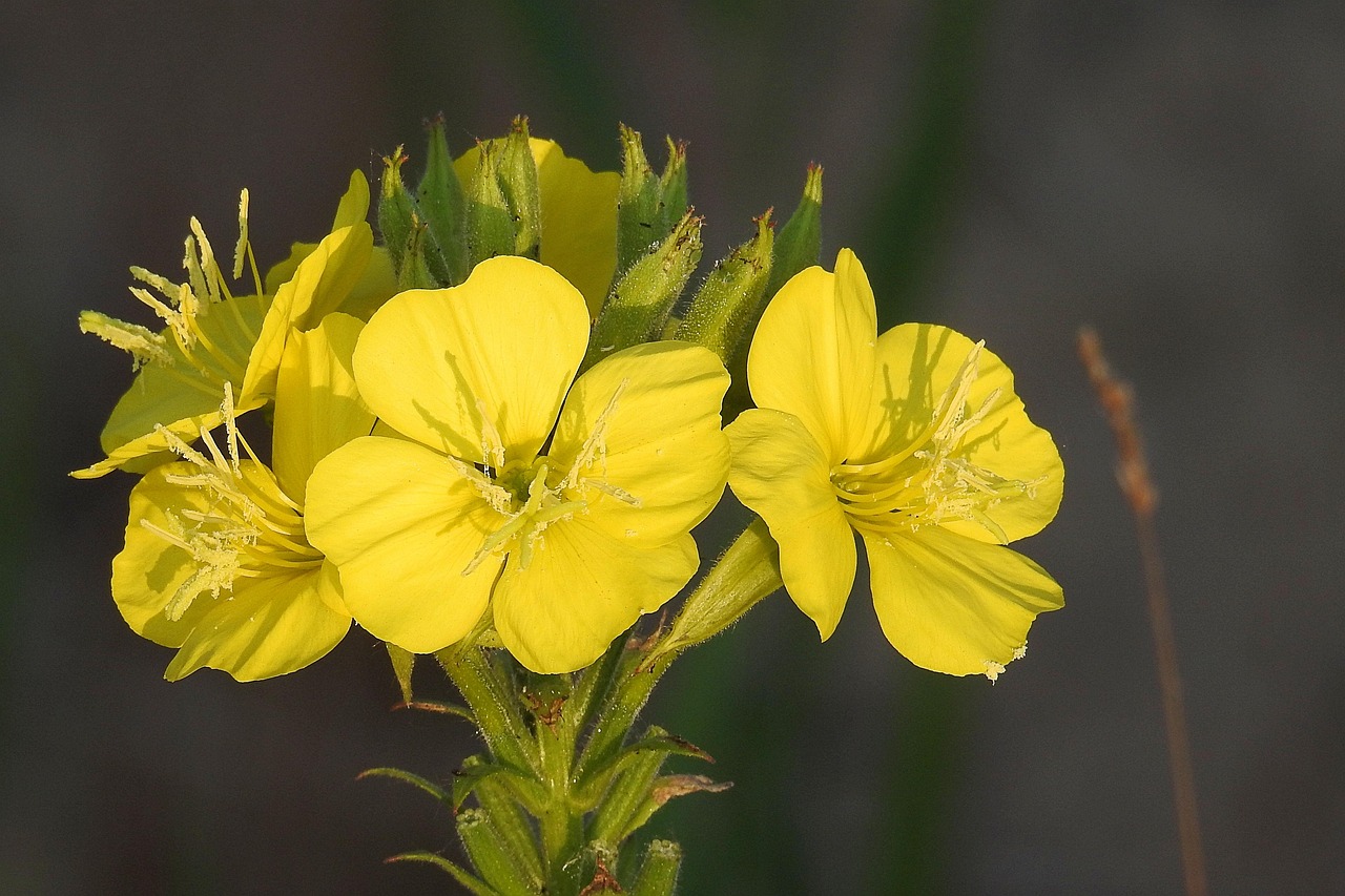 100+ Free Evening Primrose & Nature Photos - Pixabay