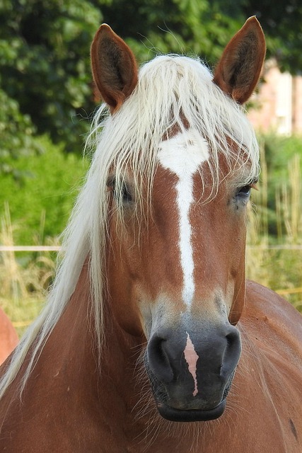 Pferd Pferdekopf Pferdeportrait - Kostenloses Foto auf Pixabay - Pixabay